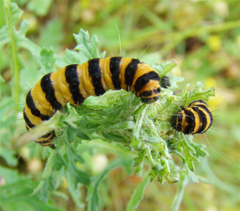 Is Jakobskruiskruid inheems of exoot? - Jakobskruiskruid, Feiten ...